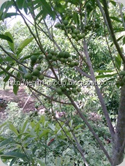 CENTRAL JAVA JENITRI: PROSPEK PENANAMAN POHON JENITRI